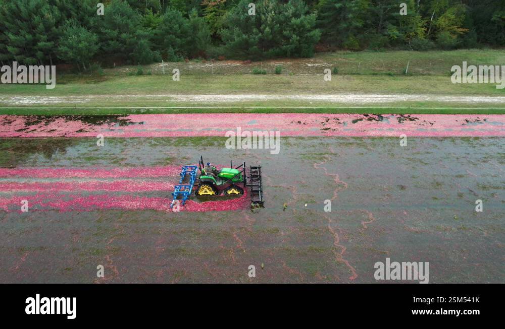 A harrow tractor slowly works its way through a cranberry bog gently ...