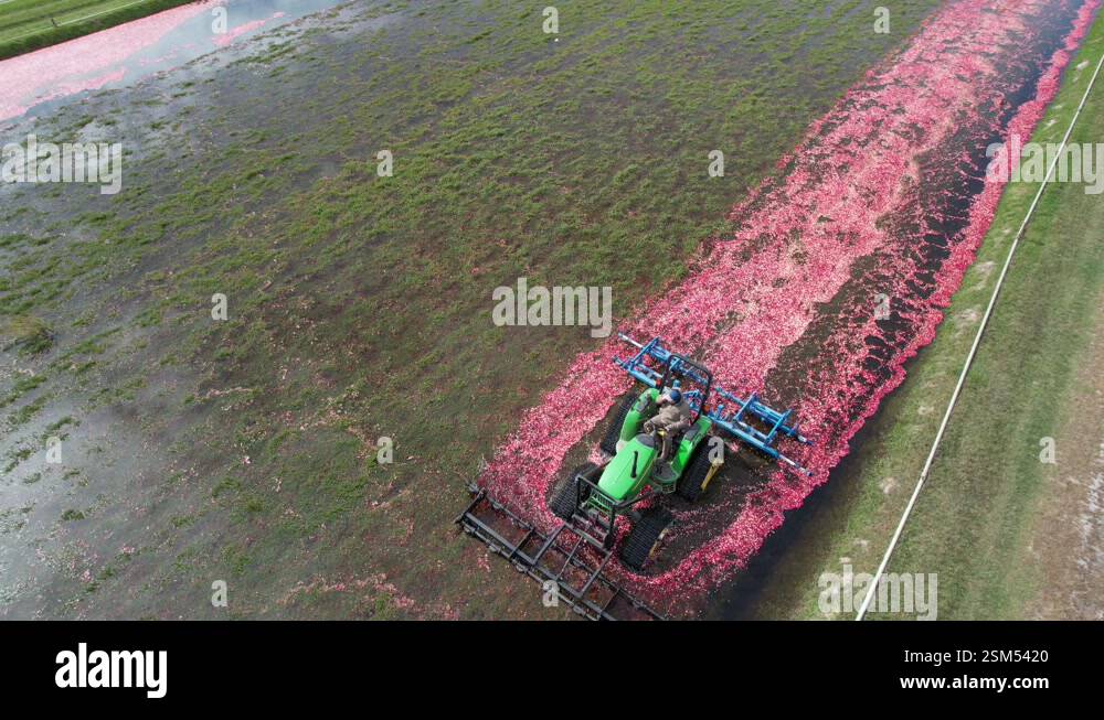 A harrow tractor slowly works its way through a cranberry bog gently ...