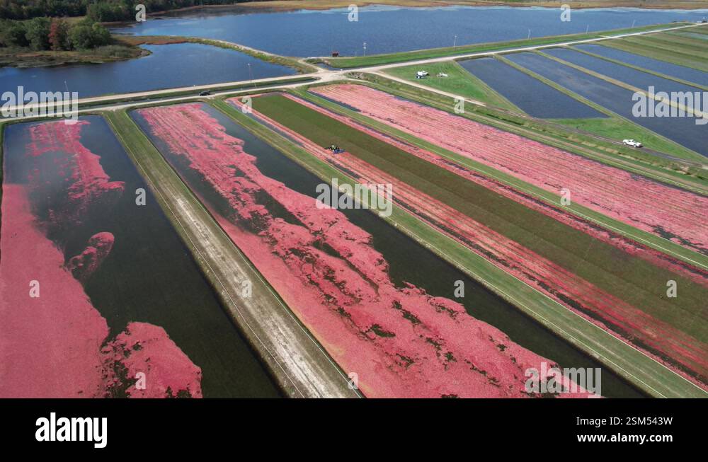 A harrow tractor slowly works its way through a cranberry bog gently ...
