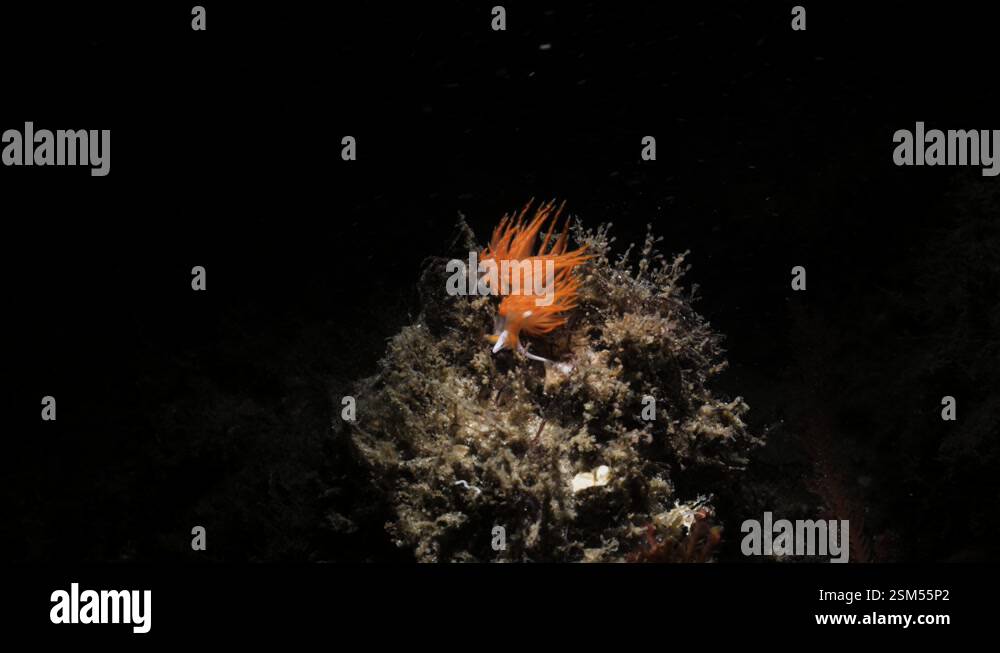 Magnificent Nudibranch (Sakuraeolis species) lit up by scuba divers ...