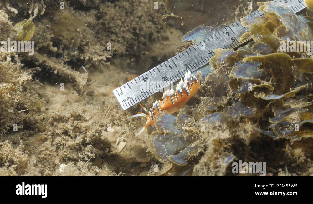 A citizen scientist uses a ruler to measure a vibrant sea slug on a ...
