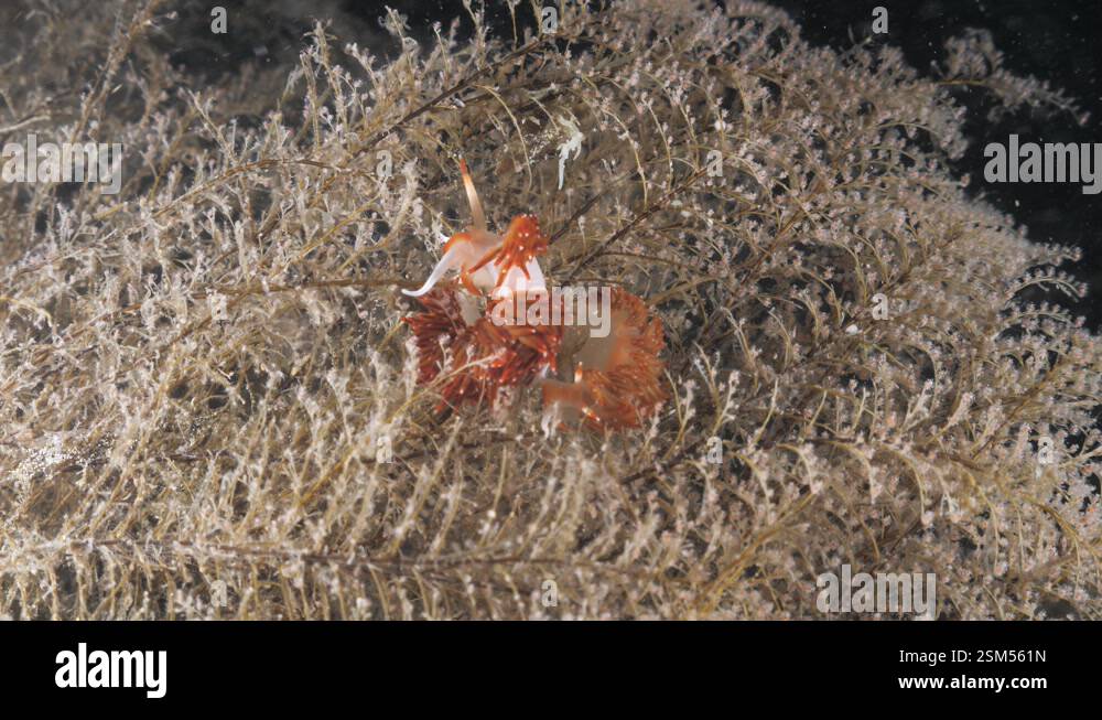 Two Sakuraeolis species Nudibranchs mating on a sea hydroid lit up by a ...