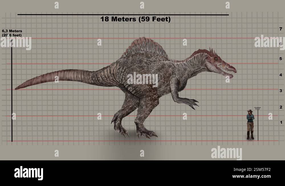 Spinosaurus Size In Graphic Chart. Spinosaurus Measurement. animation ...