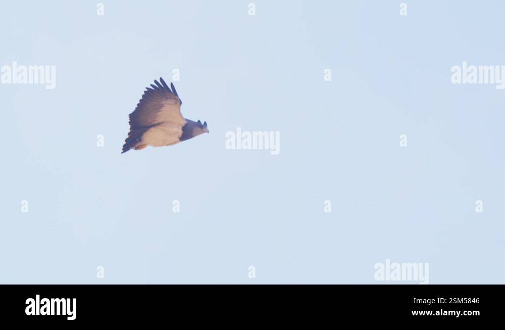 Black Chested Buzzard Eagle seen gliding at eye level with its whites ...
