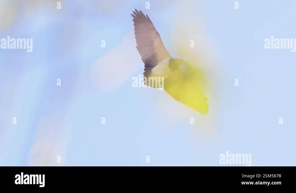 Big Black Chested Buzzard Eagle gliding right over head showing its two ...