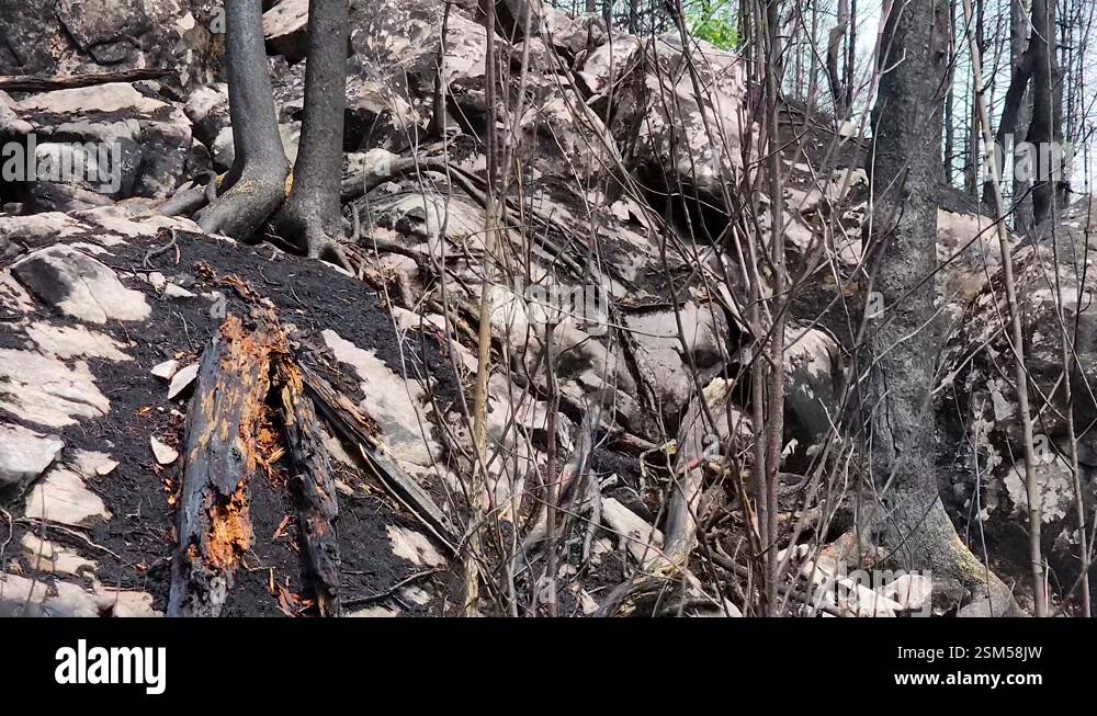 scorched earth aftermath of a large-scale wild fire in the hills of ...