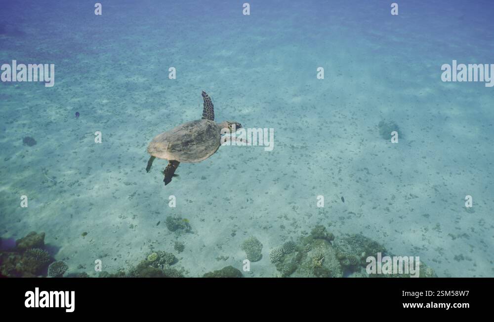 Sea Turtle swims slowly next to coral reef, Sailfin Tang cleans her ...