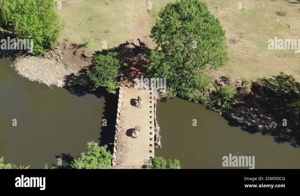 Drone aerial of Zebra's crossing a bridge over a river in the wild ...