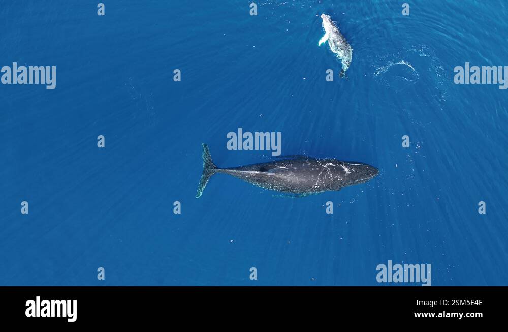 Aerial view of Female humpback whale with its calf playing in the ocean ...