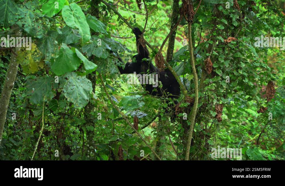 Gorilla hanging on tree in Bwindi impenetrable forest, Uganda in Africa ...