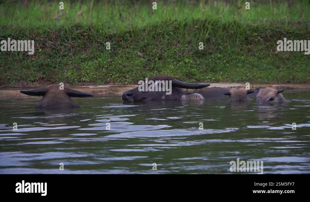 A herd of buffaloes is soaking in the water. Buffalo on the river only ...
