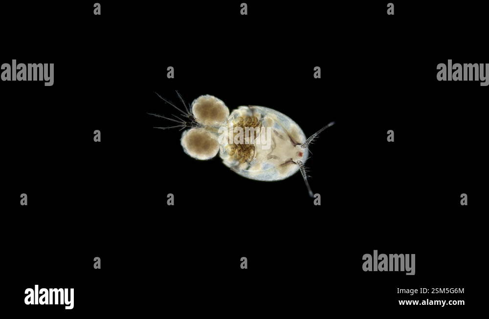 Crustacea of class Copepoda under microscope, possibly order ...