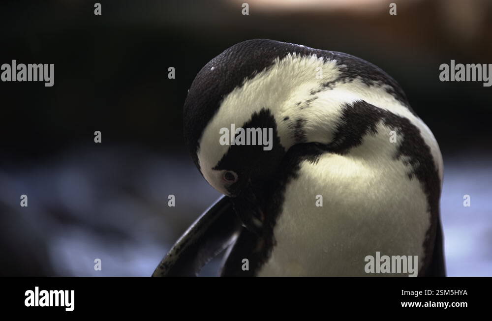 Endangered african penguin biting under its wings to clean the feathers ...