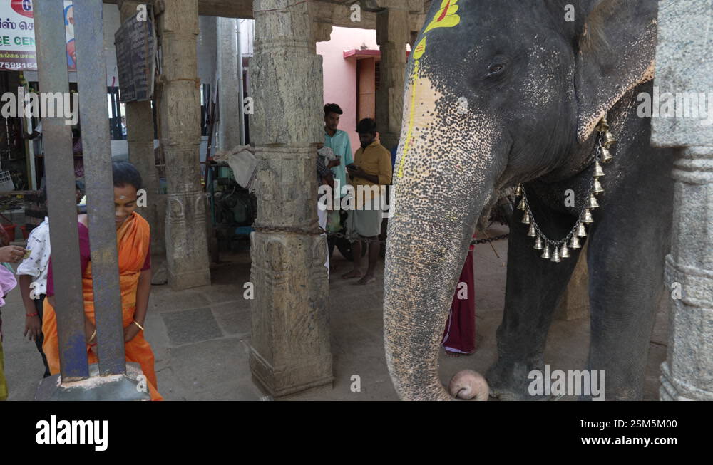 Elephant blessing temple Stock Videos & Footage - HD and 4K Video Clips ...