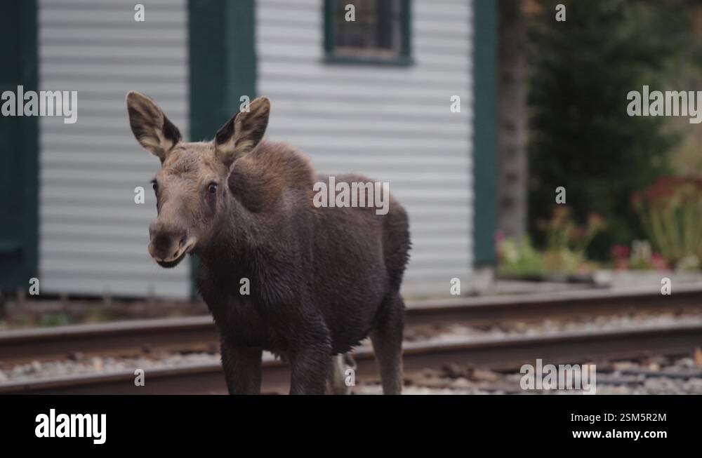 Young moose walking toward camera slow motion (4k 30p Stock Video ...