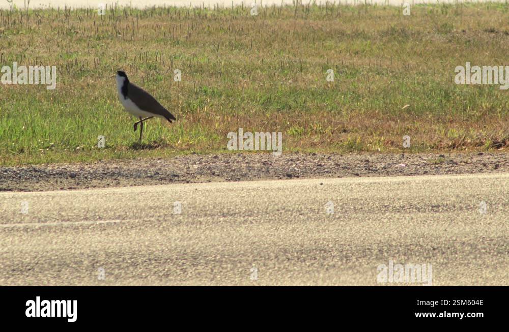 Masked Lapwing Plover Walking On Grass Next To Road. Maffra, Gippsland ...