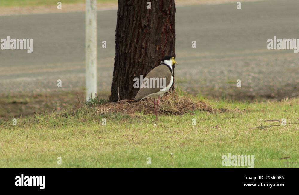 Masked Lapwing Plover Standing On Grass Close To Road. Maffra ...