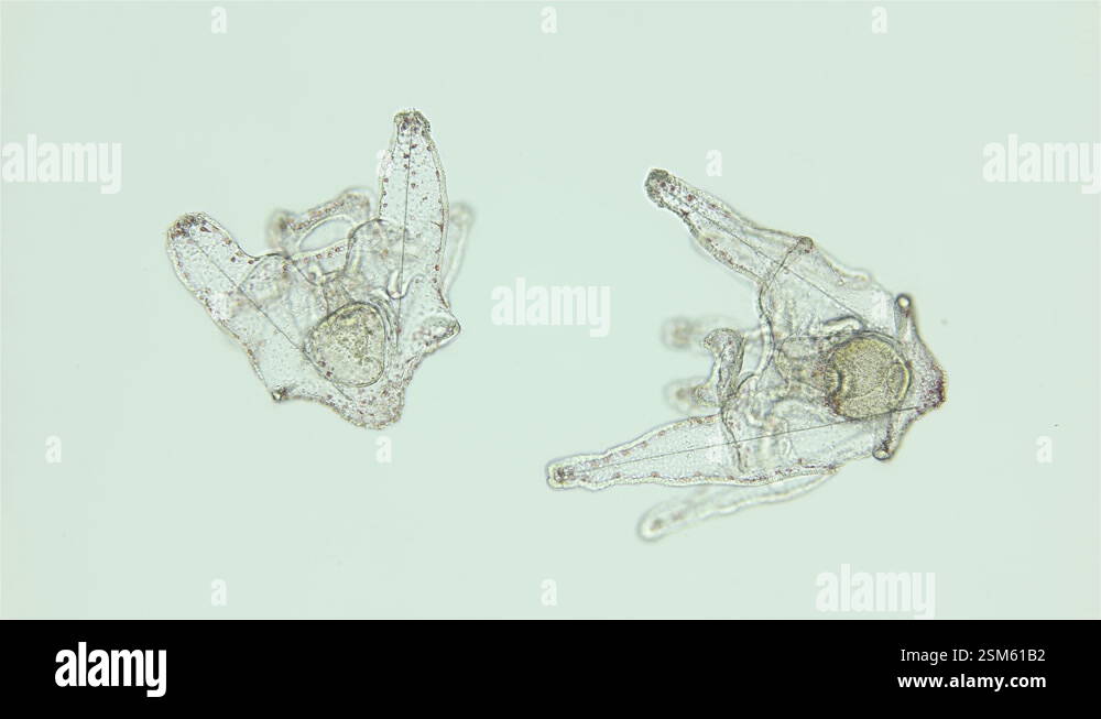 Larvae sea urchin Strongylocentrotus pallidus under microscope ...