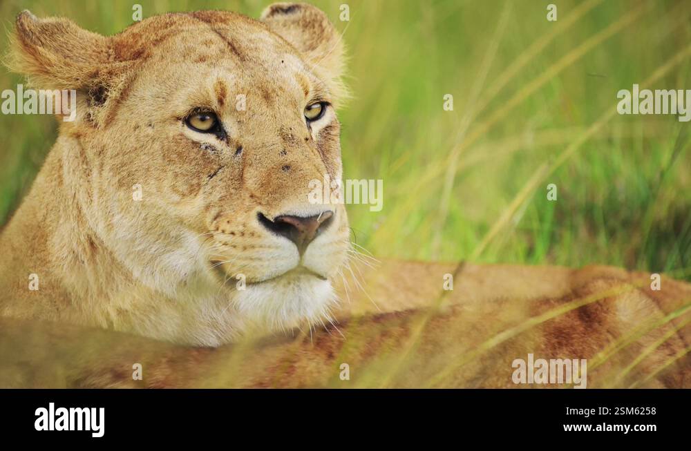African lioness face Stock Videos & Footage - HD and 4K Video Clips - Alamy