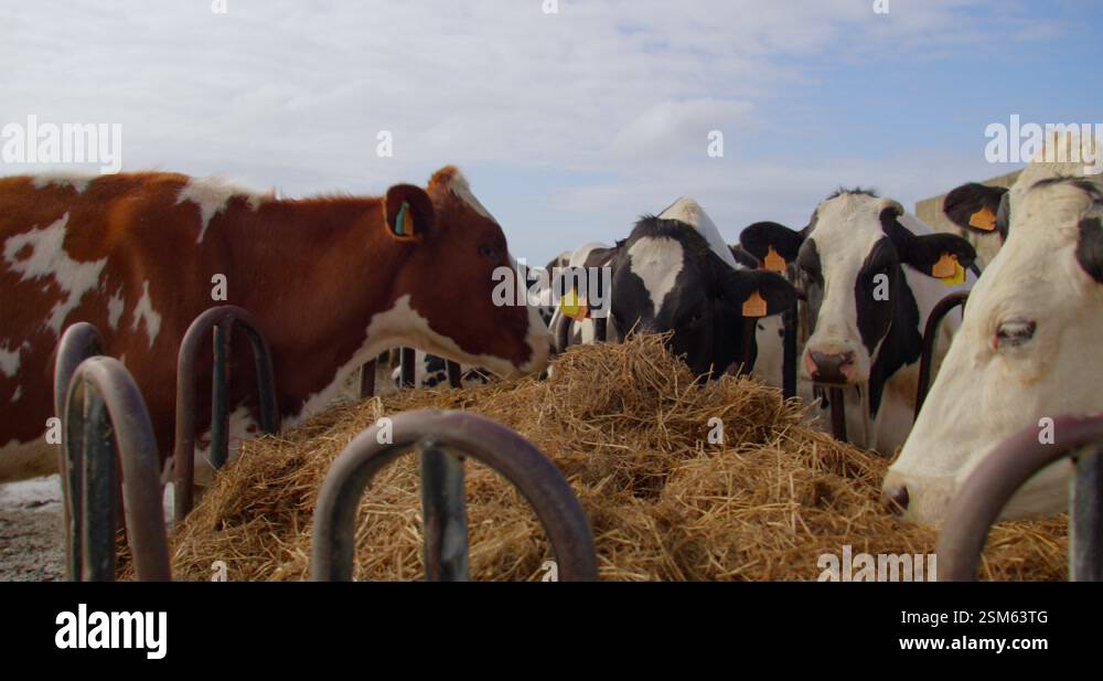 A groupf of four cows have some fun eating hay after giving milk, one ...