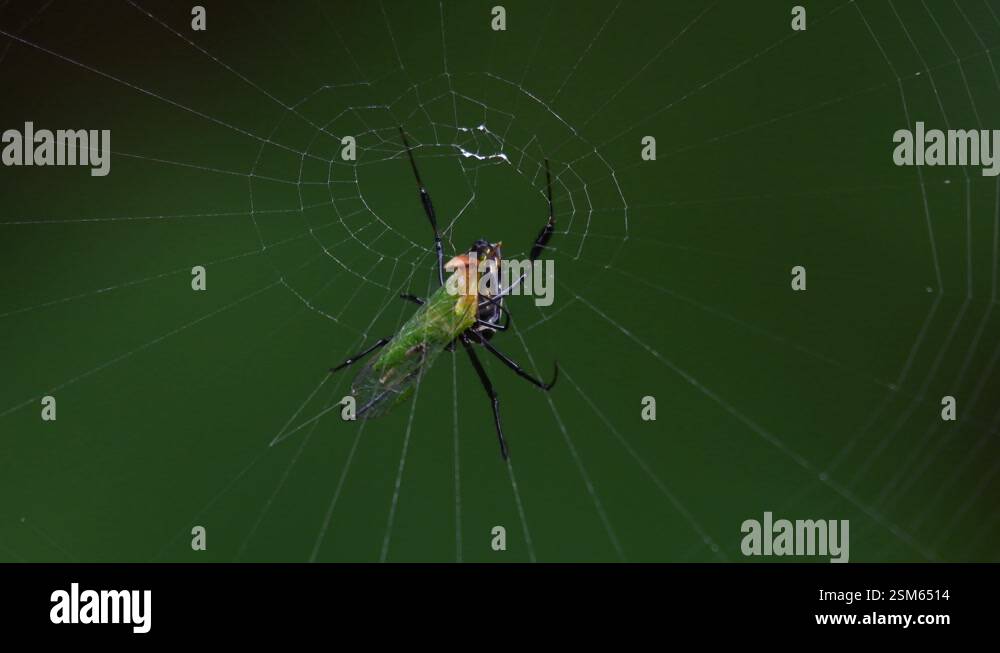 A spider eating a green insect on its web deep into the forest while ...