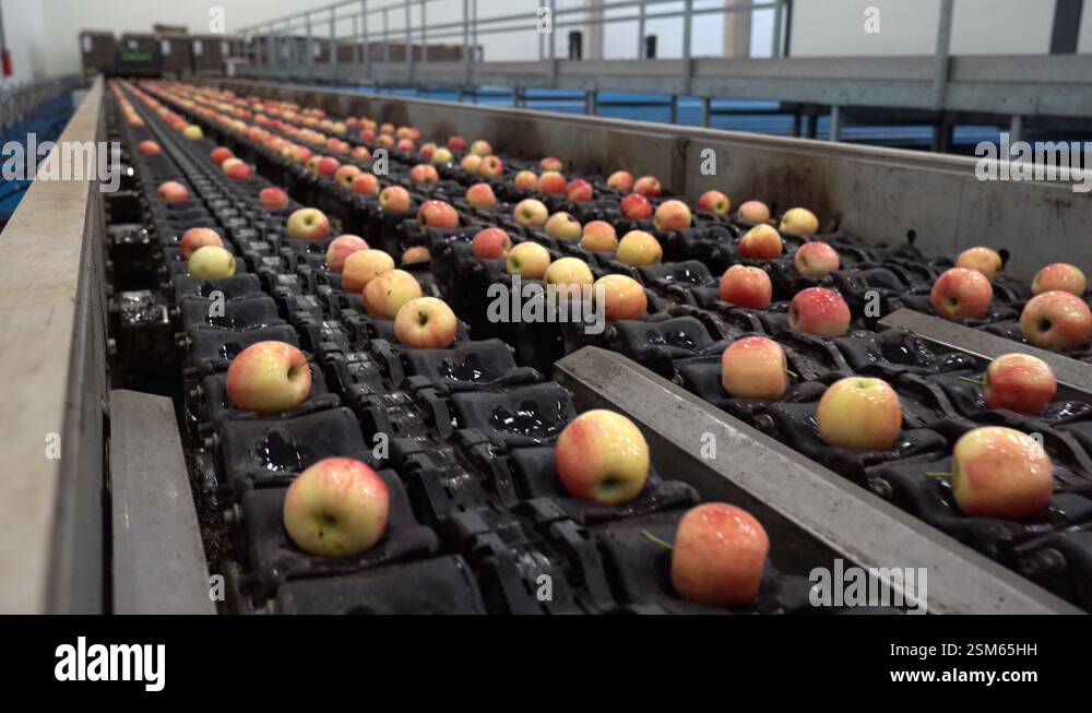 Apples On Conveyor Belt Coming Out of High Speed Precision Apple ...