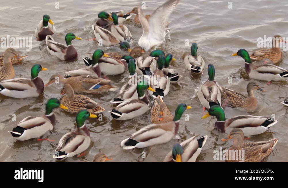 Feeding of Wild Ducks in the Lake Stock Video Footage - Alamy