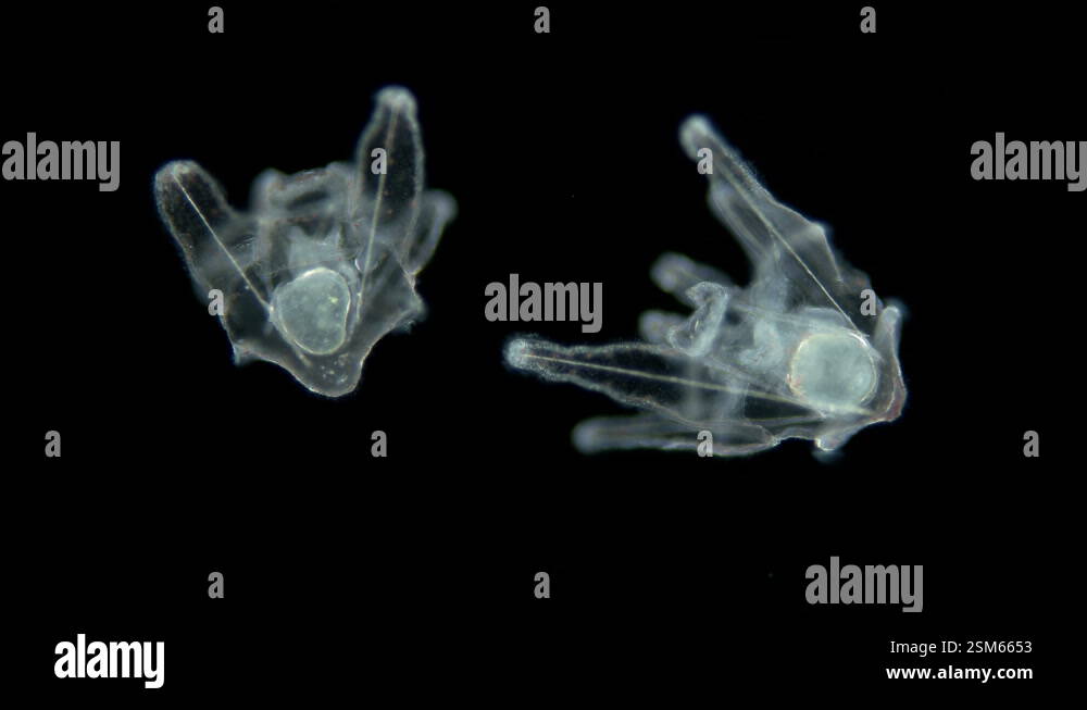 Larvae sea urchin Strongylocentrotus pallidus under microscope ...