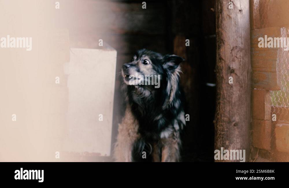 For grins Stock Videos & Footage - HD and 4K Video Clips - Alamy