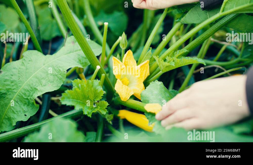 Hand pollination Stock Videos & Footage - HD and 4K Video Clips - Alamy