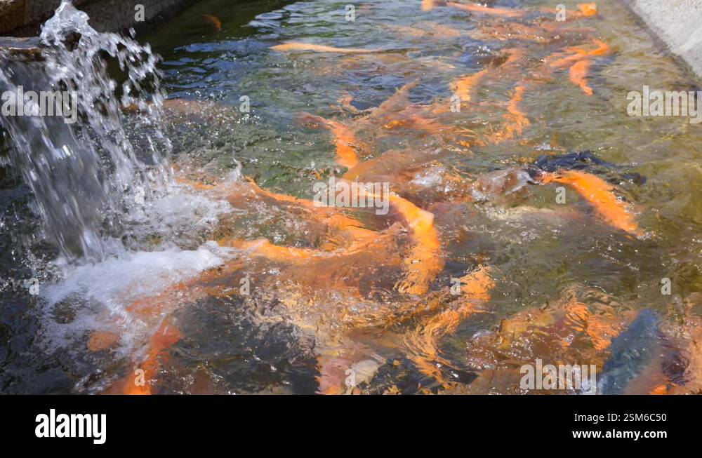Rainbow trout farm trout fishery Stock Videos & Footage - HD and 4K ...