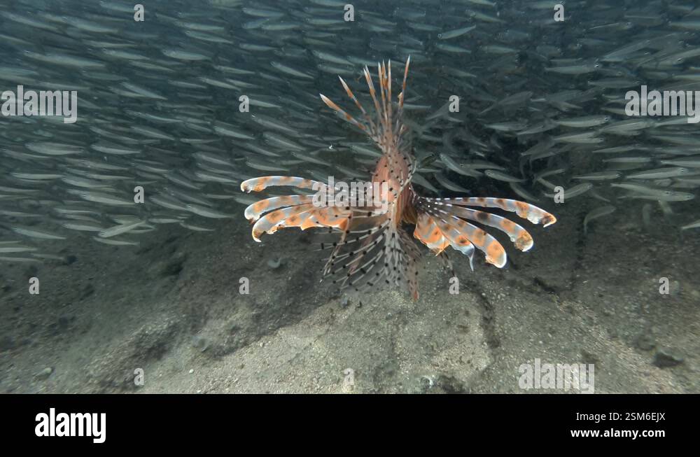 Lionfish hunts while swims inside huge shoal of Silverside fish in ...