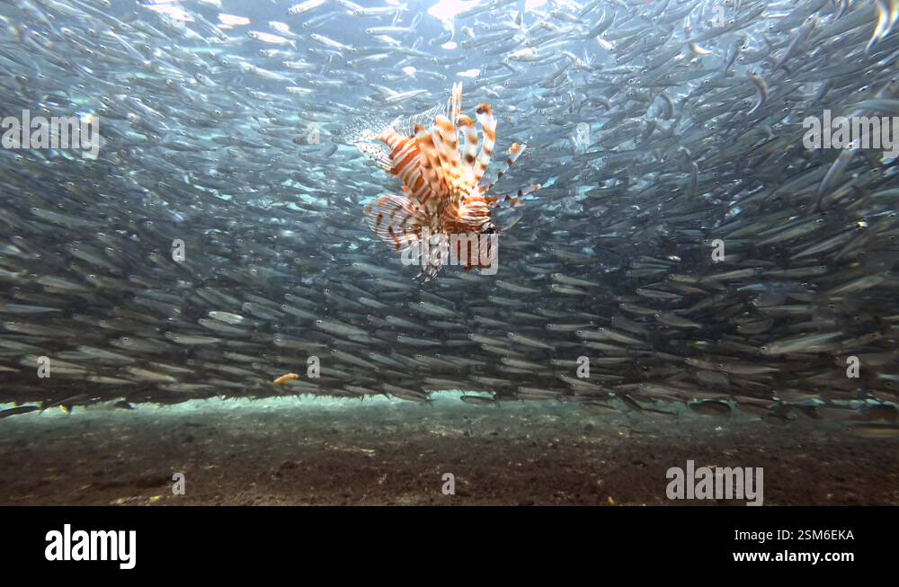 Lionfish hunts while swims inside huge shoal of Silverside fish in ...