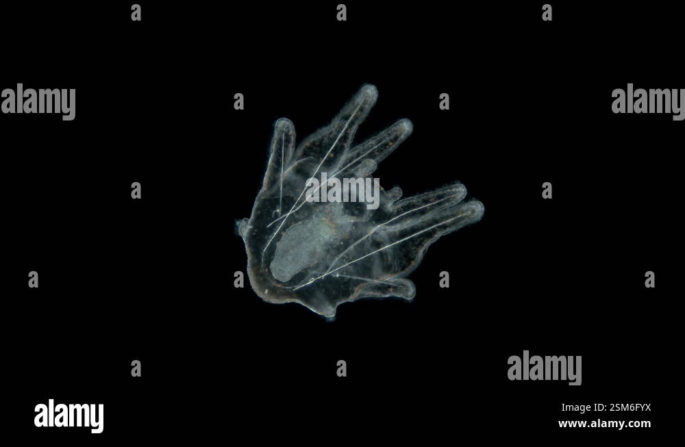 Larva sea urchin Strongylocentrotus pallidus under microscope ...
