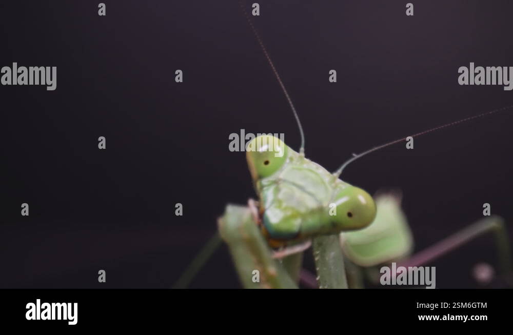 Mantis Close-Up in 4K: A mesmerizing view against a black canvas ...