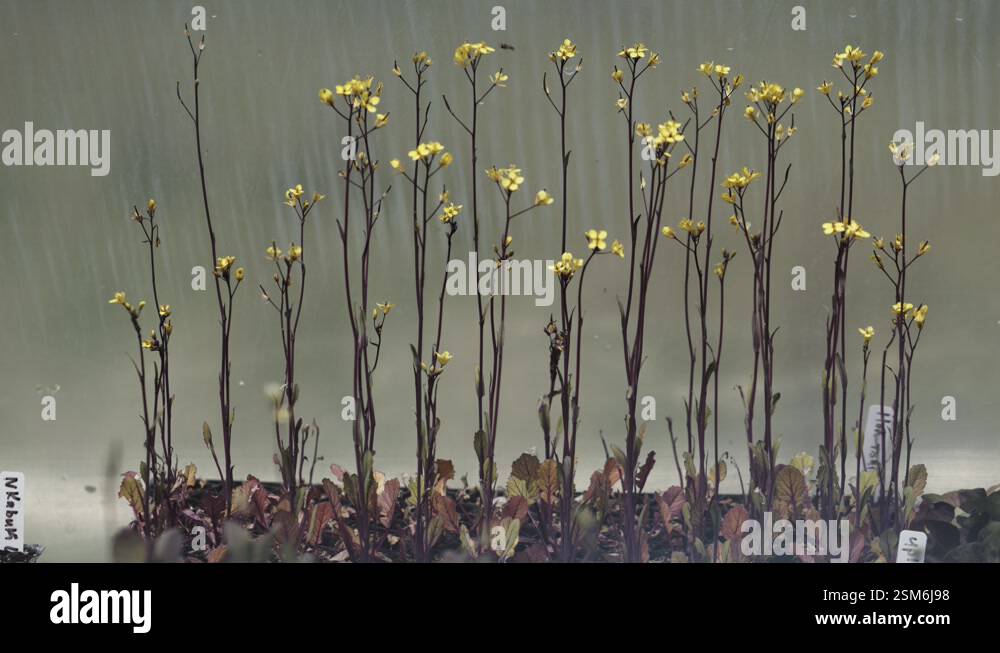 Row of tall and proud Hon tsai tai, commonly know as Purple Choy Sum ...