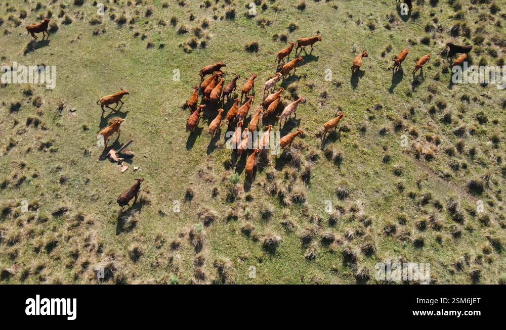 Cattle walking through a vast pasture Stock Video Footage - Alamy