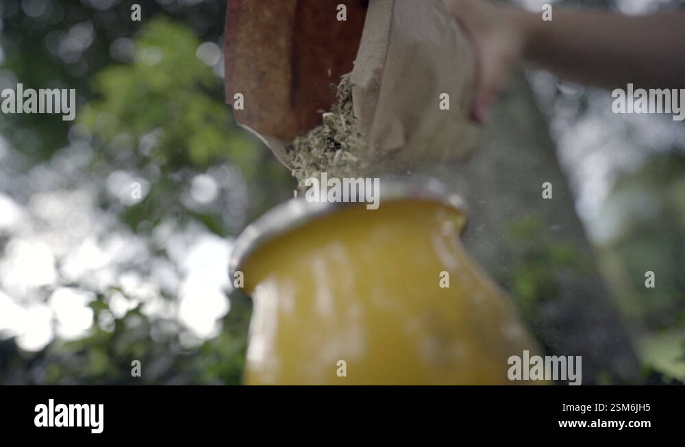 Serving yerba mate in a mate gourd, a traditional South American ritual ...