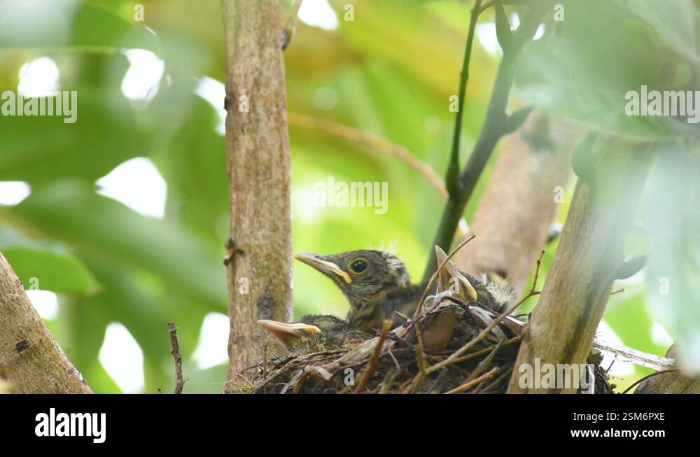 Rufous-bellied Thrush chick flaps its wings in its nest and learns to ...