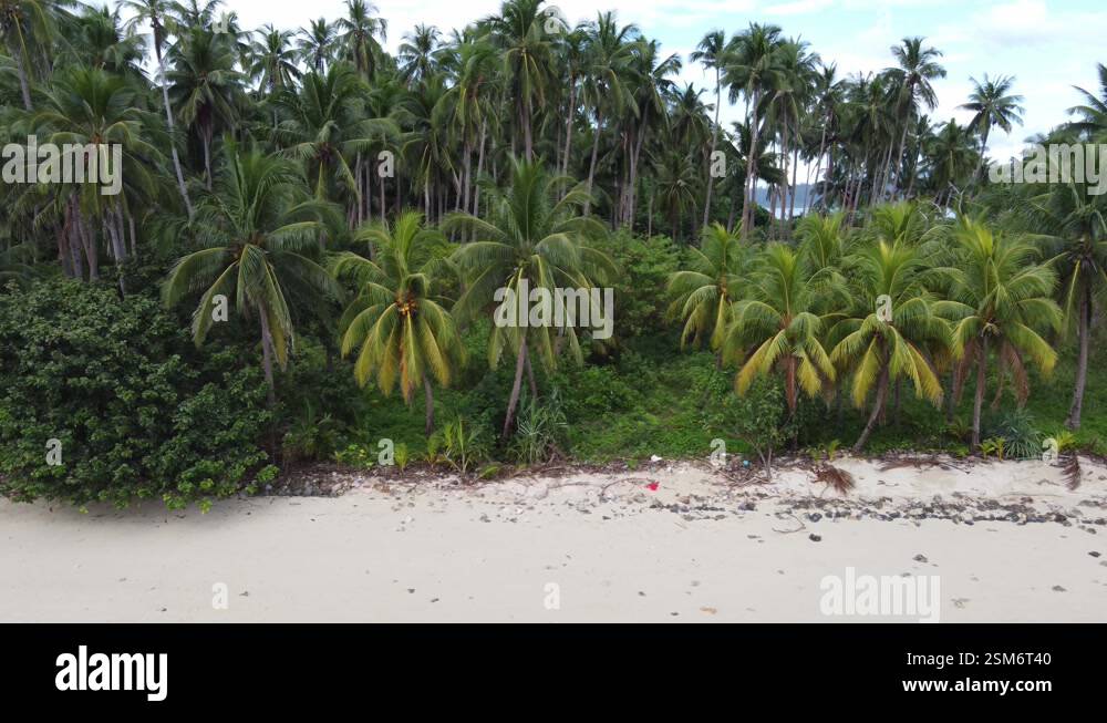 Lush green coconut palm forest Stock Videos & Footage - HD and 4K Video ...