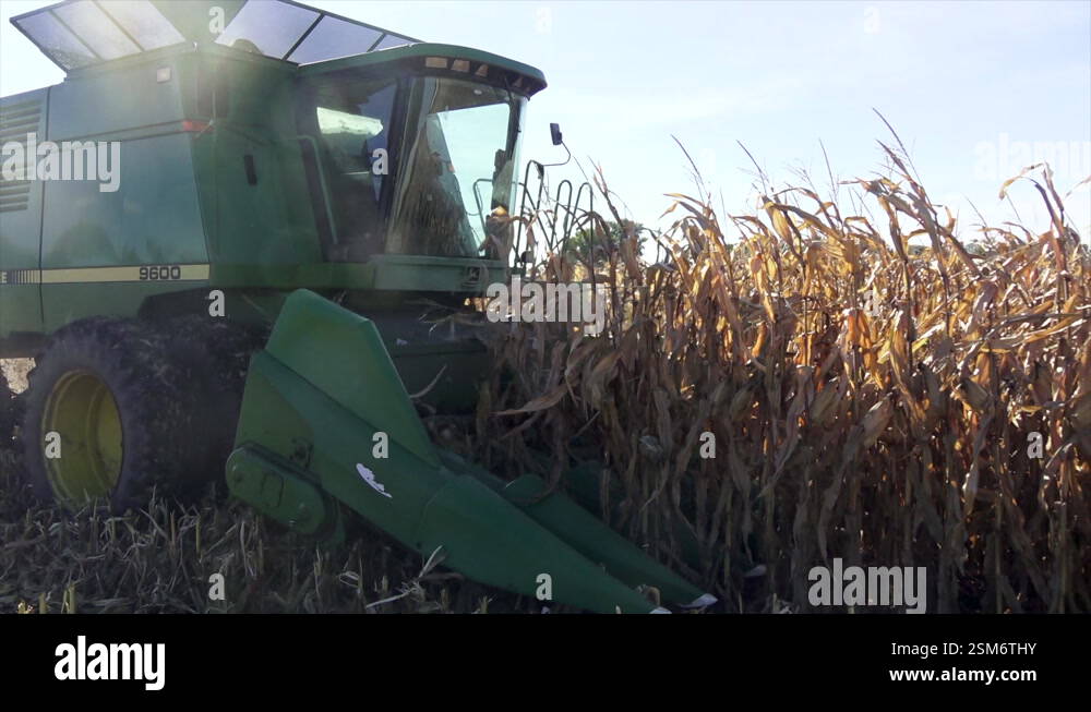 Combine in a field taking up corn - close up. Renewal energy source for ...