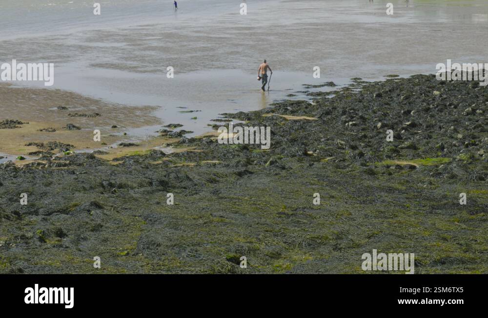Man Walking On Tidal Flats At Algae-covered Beach During Low Tide In ...