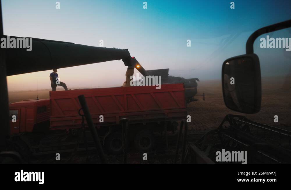 Unloading the combine harvester at sunset, view from the combine ...
