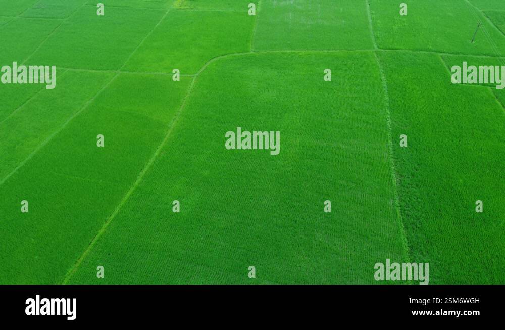 Aerial view shot of vast paddy fields Stock Video Footage - Alamy