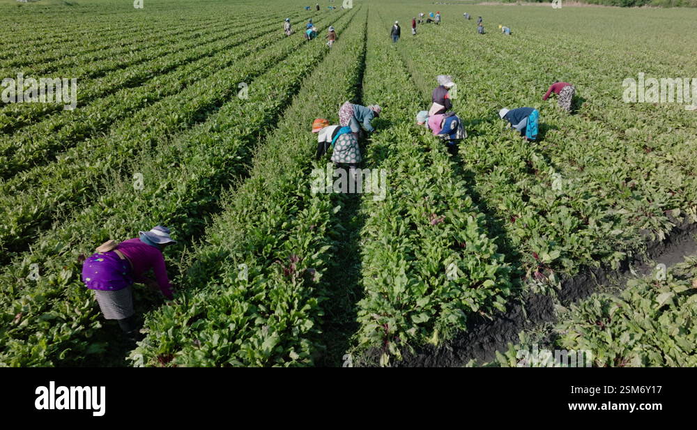 Migrant female farm workers weeding on a beetroot farm in Africa Stock ...
