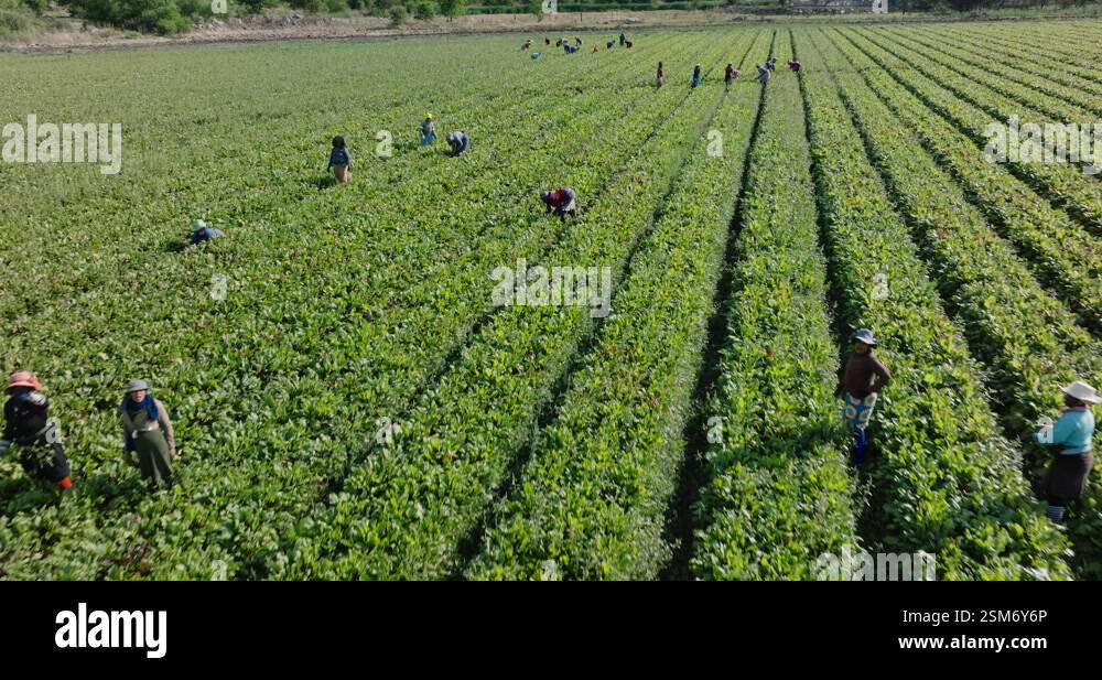 Migrant female farm workers weeding on a beetroot farm in Africa Stock ...