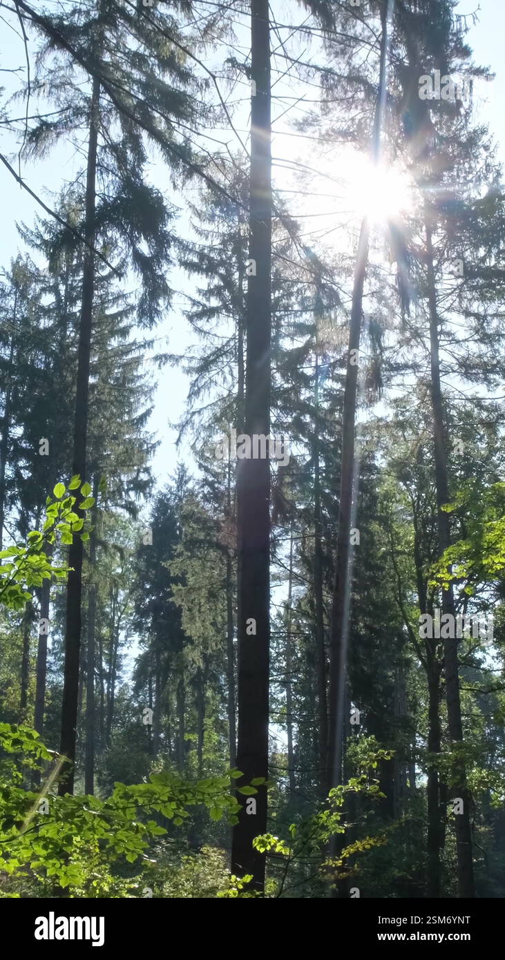 Dense pine forest, moving camera between trees. Beautiful wild forest ...