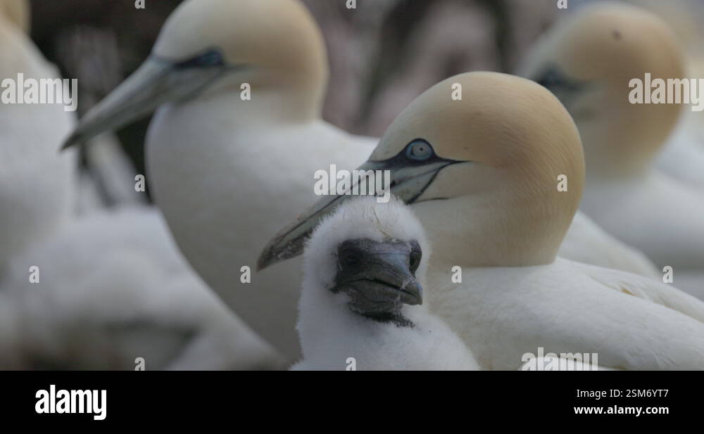 baby Northern gannet face close up in 4k 60fps slow motion taken at ile ...