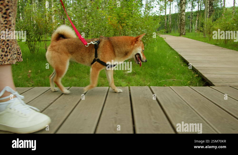 Shiba inu walking in tha park with woman owner on sunny day. Japan dog ...