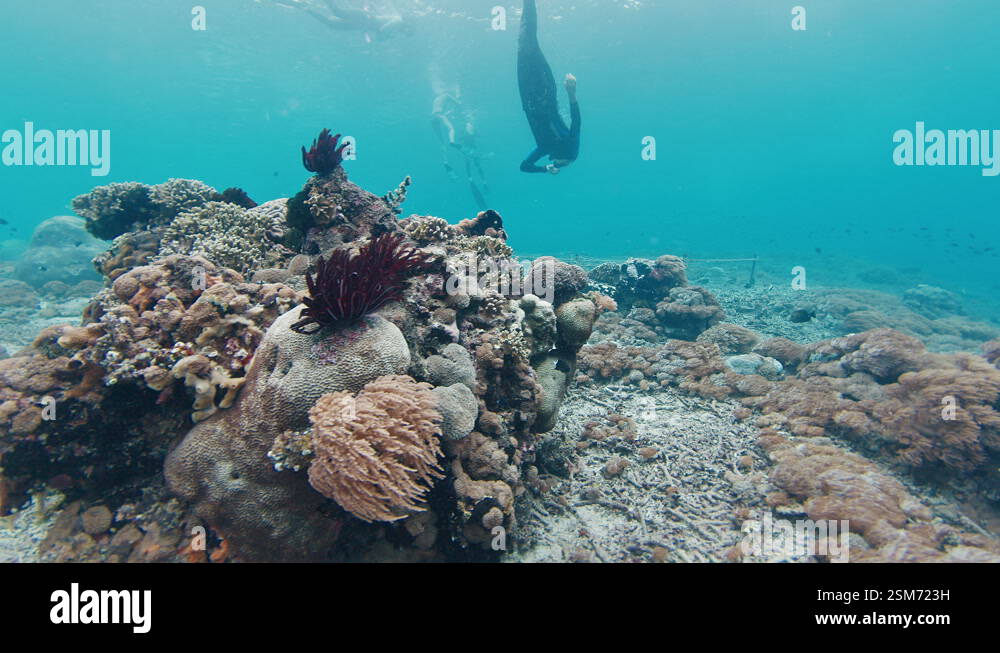 Coral reef with soft corals in the tropical sea. Bali, Indonesia Stock ...